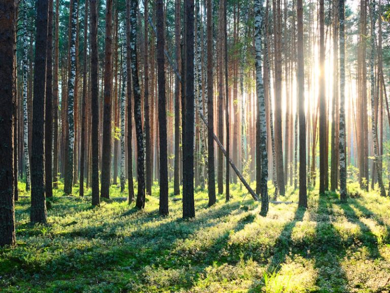 Guide to The Best Walks in Suffolk | kate & tom’s